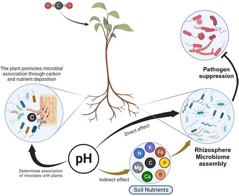 Frontiers Deciphering Key Factors In Pathogen Suppressive Microbiome Assembly In The Rhizosphere
