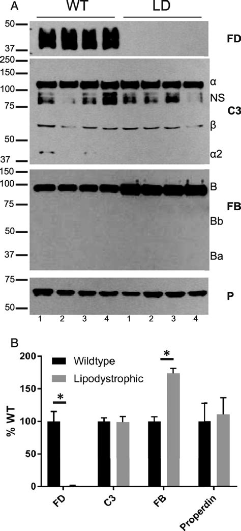 Absence Of Fd In Ld Mice A Western Blot Analysis Of Complement
