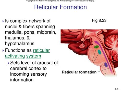 Reticular Formation A Review Reticular Formation Kfyt