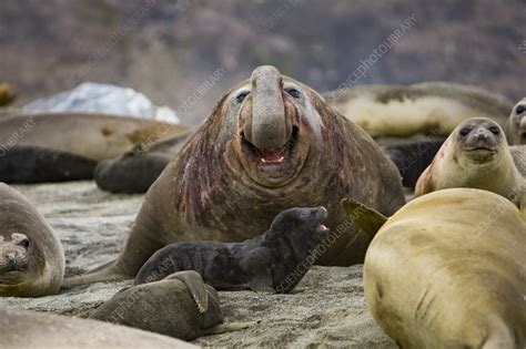 Elephant Seal Bull