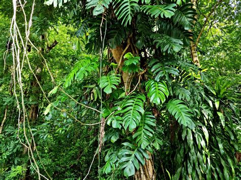 Everything You Need To Know About Monstera Deliciosa