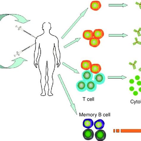 1 Effects Of Vaccine Adjuvant Protein Or Polypeptide Antigen In