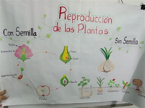 Reproducción De Las Plantas Con Semillas Y Sin Semillas Reproduccion