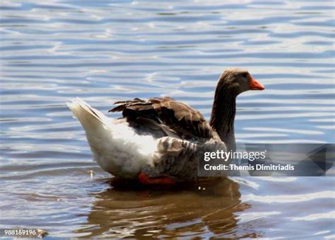 Dimitriadis Photos And Premium High Res Pictures Getty Images