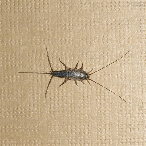 Premium Photo Firebrat Insect On A Wall