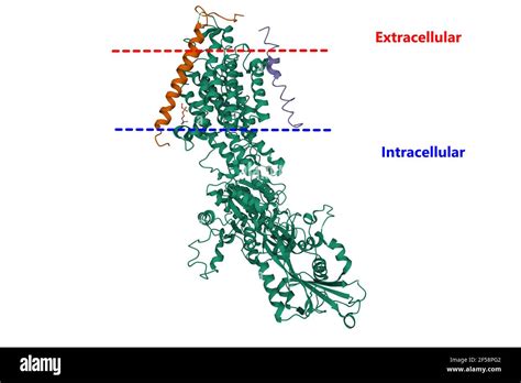 Sodium Potassium Pump Structure Nak Pump And Beyond Nak Atpase As A
