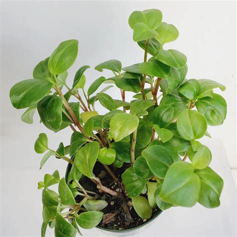 Peperomia Cubensis Cuttings 2 Cuttings Of 2 Nodes
