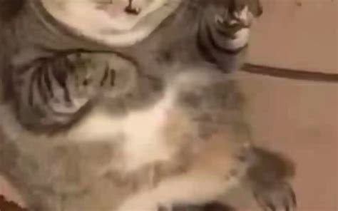 丽丽vs丽猫哔哩哔哩bilibili