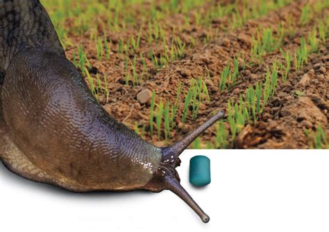 Slug Pellets Size Matters