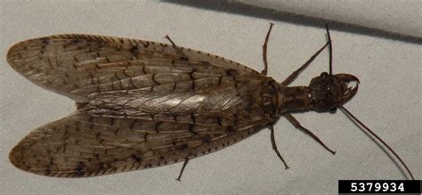 Dobsonfly Corydalus Cornutus Linnaeus 1758