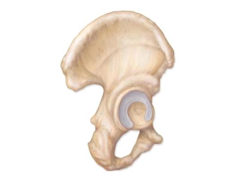 Lateral Pelvis Landmarks Quiz