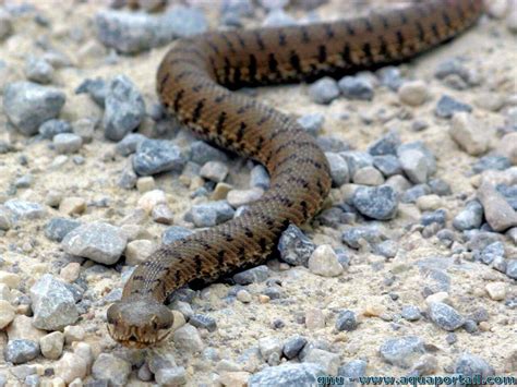 Serpent Définition Et Explications