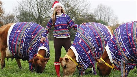 Jersey Cows Model Matching Christmas Jumpers Bbc News