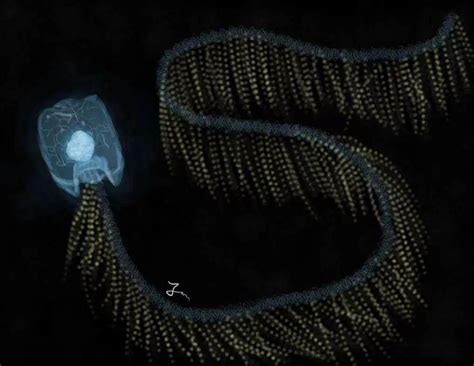 管水母——众志成城的 异族大部队”（作者：暮晖熠熠） 知乎