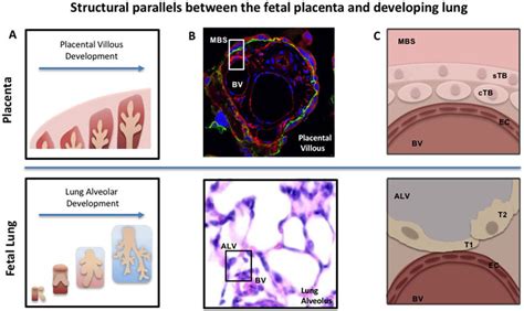 Parallel Features Of Placental And Lung Development A Schematics Of