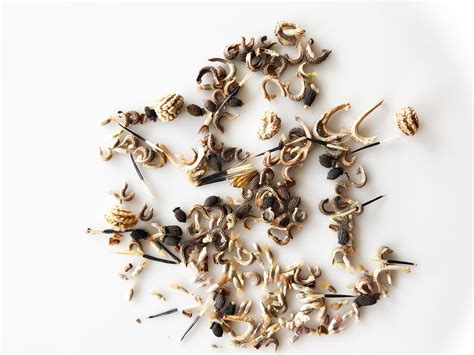 Essbare Blueten Edible Blossom Seeds Odc Our Daily Challen… Flickr