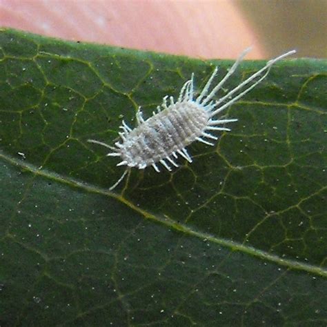 Mealybug Pseudococcus Longispinus Bugguide Net