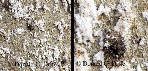 Beech Bark Disease The Michigan Nature Guys Blog