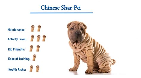 Why Are Shar Peis So Wrinkly