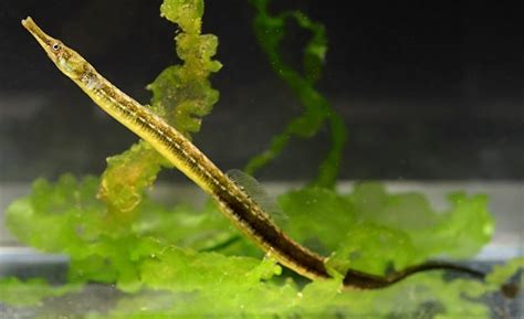 Black Striped Pipefish Syngnathus Abaster