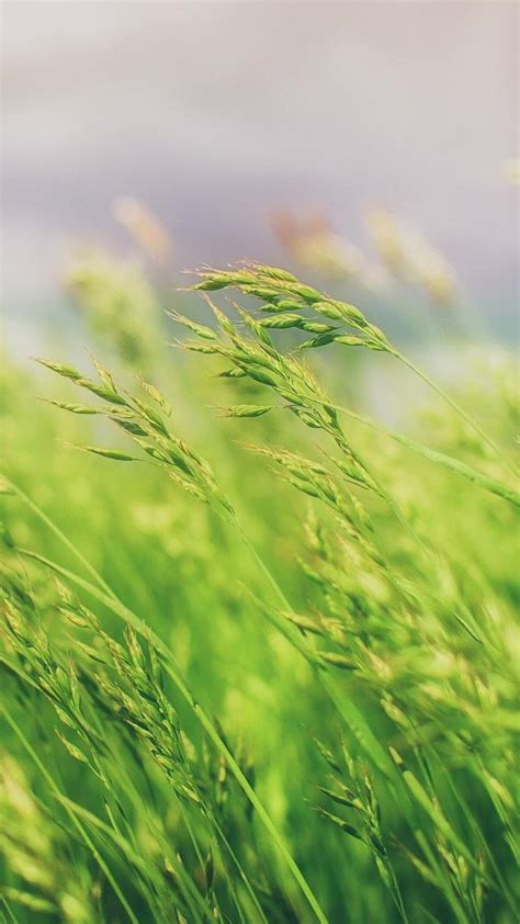 Grass Computer Wallpapers Desktop Grass Desktop 1080p 2k 4k 5k Hd