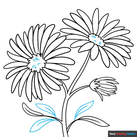 How To Draw An Aster Really Easy Drawing Tutorial