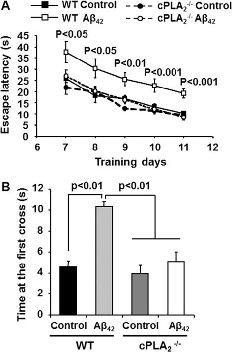 Figure 2 From Critical Role Of Cpla2 In Aβ Oligomer Induced
