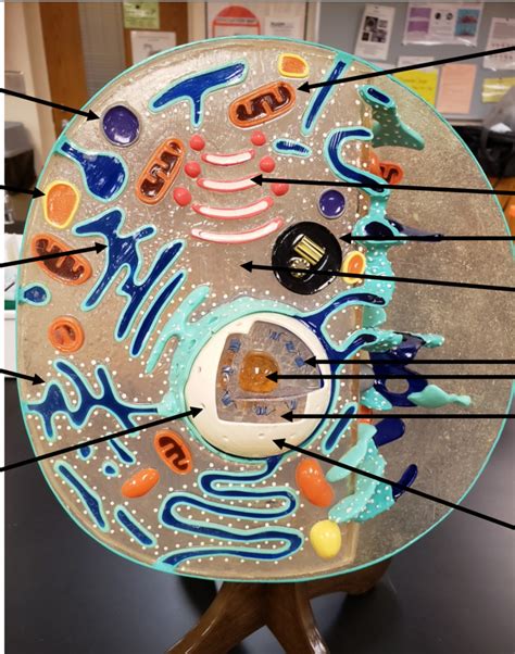 Cell Structure Diagram Quizlet