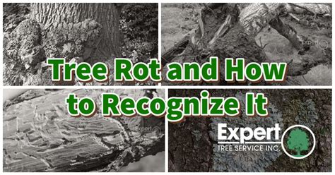 Tree Rot And How To Recognize It Expert Tree Service Inc