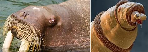 A Maggots Face As Seen Through A Scanning Electron Microscope