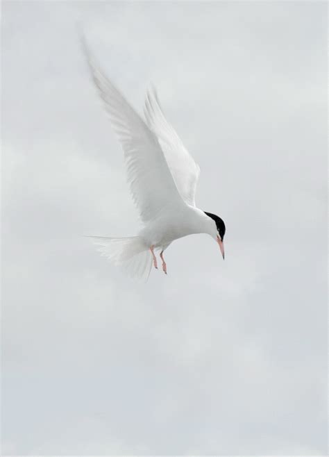 Tern On A Magical Wing Beat Nature Blog By Nats