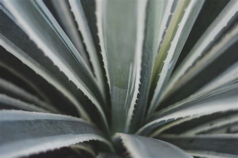 Chimoio Mozambique All You Need To Know