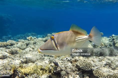 A Coral Fish Picasso Triggerfish Rhinecanthus Assasi Taking In Red Sea
