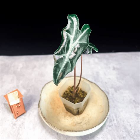Alocasia Sanderiana Nobilis Protoleaf
