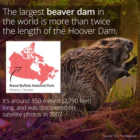 Worlds Largest Beaver Dam