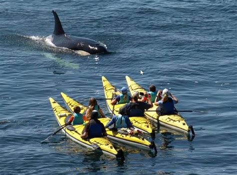 Kayak Orcas Island At Ellie Gillespie Blog