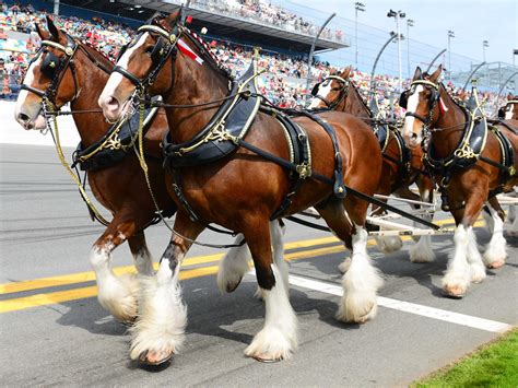 Budweiser Clydesdales