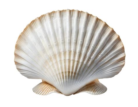 Realistic Sea Shell Isolated Premium Ai Generated Psd