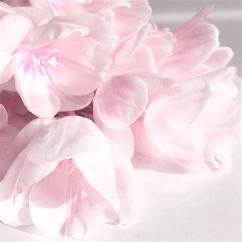 ૮₍ ⤙ ⑅₎ა Soft Pink Theme Flower Aesthetic Pink Flowers