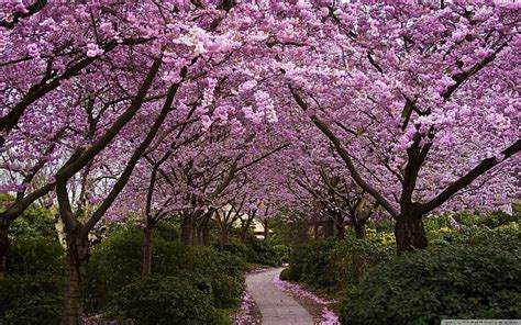 Hd Wallpaper Cherry Tree And Canal River Cherry Blossom Nature