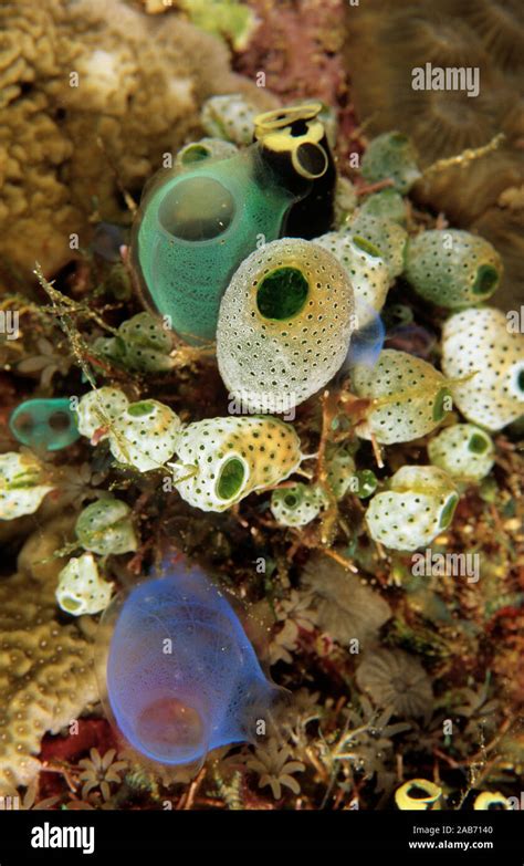 Colonial Ascidians Didemnum Molle And Rhopalaea Crassa Manado