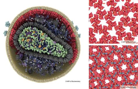 Scientists Discover The Function Of A Mysterious Hiv Component