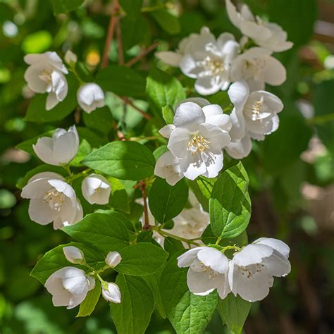 Mock Orange Firesmart Bc