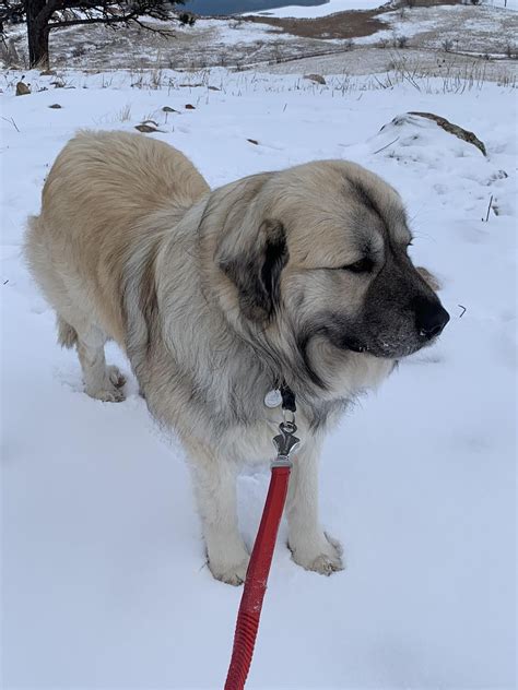 Great Pyrenees Anatolian Mix