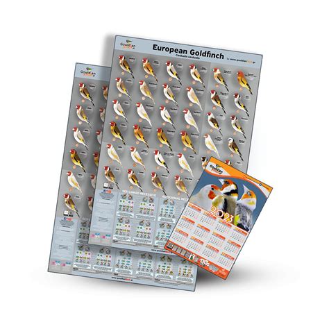 New European Goldfinch Mutation Poster 2023 Goldfinch Etsy