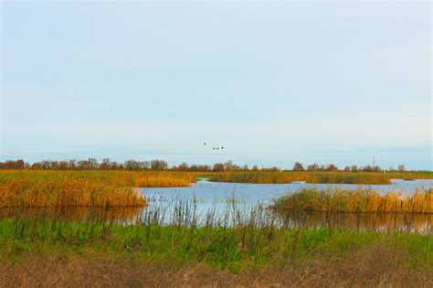 Cosumnes River Preserve Galt Ca