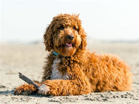 10 Irresistible Irish Setter Mixes