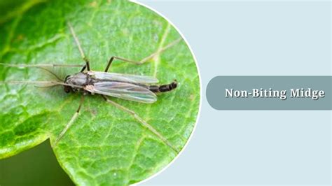 25 Types Of Midge Identification With Picture