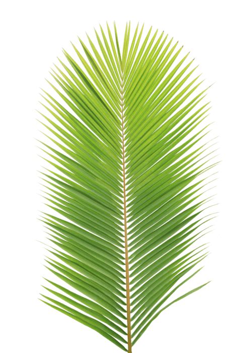 Page 11 Coconut Leaf Png Pngs For Free Download