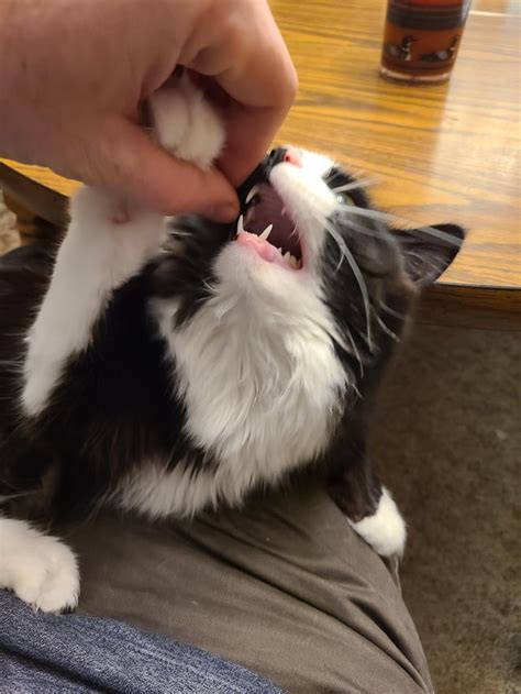 The Teensiest Of Teefies R Teefies